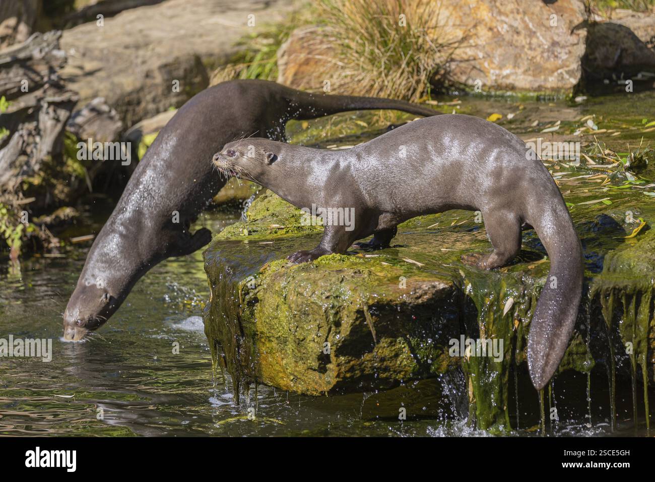 One giant otter or giant river otter (Pteronura brasiliensis) jumping ...