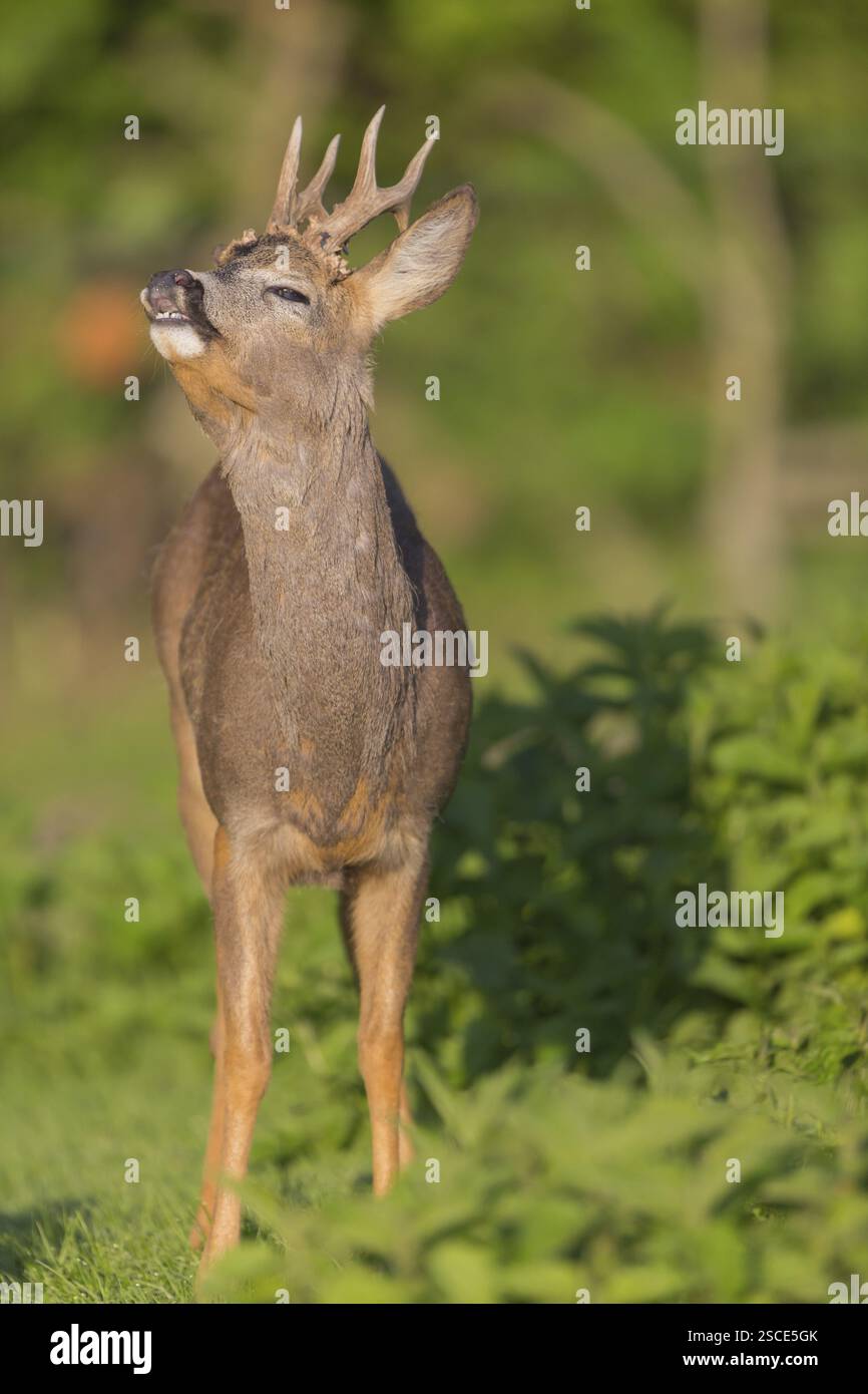 Portrait of a male Roe Deer, Roe buck (Capreolus capreolus). Some green ...
