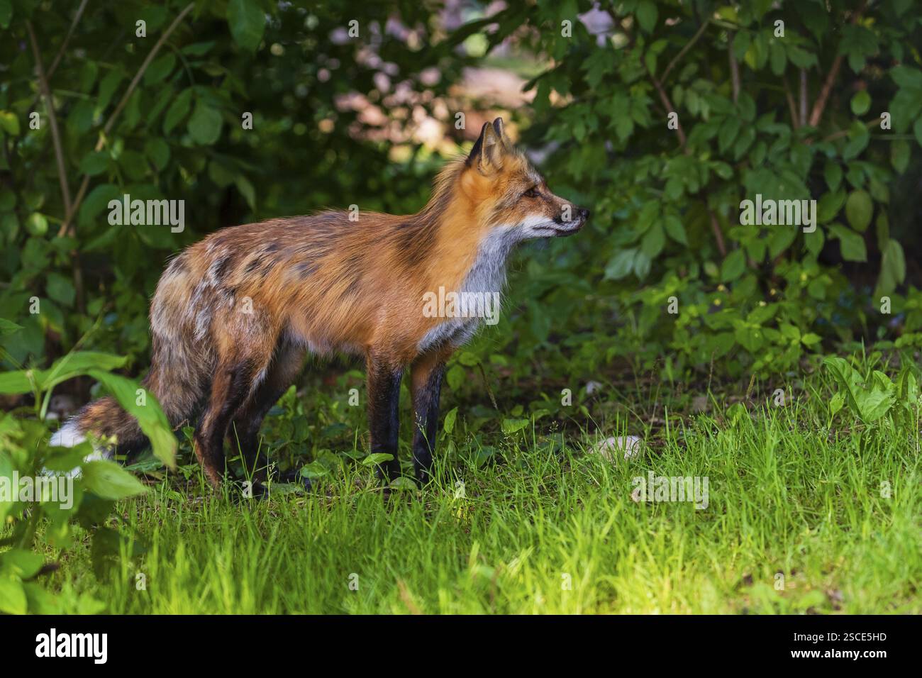 One adult red fox, Vulpes vulpes, standing in front of the undergrowth of a forest edge Stock ...