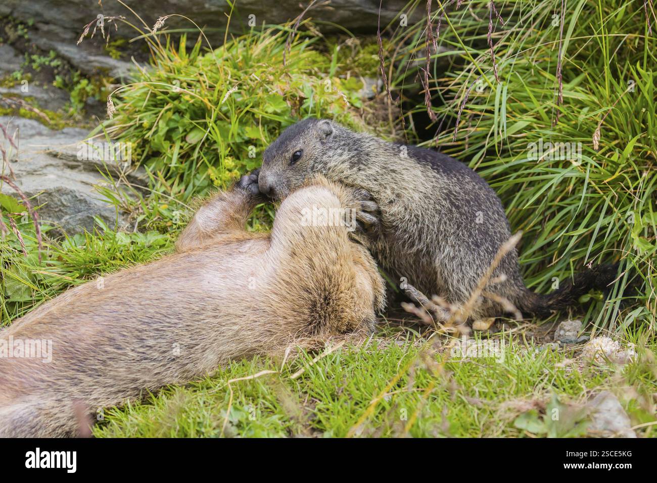 One adult Alpine Marmot, Marmota marmota, and one young marmot playing with each other Stock ...