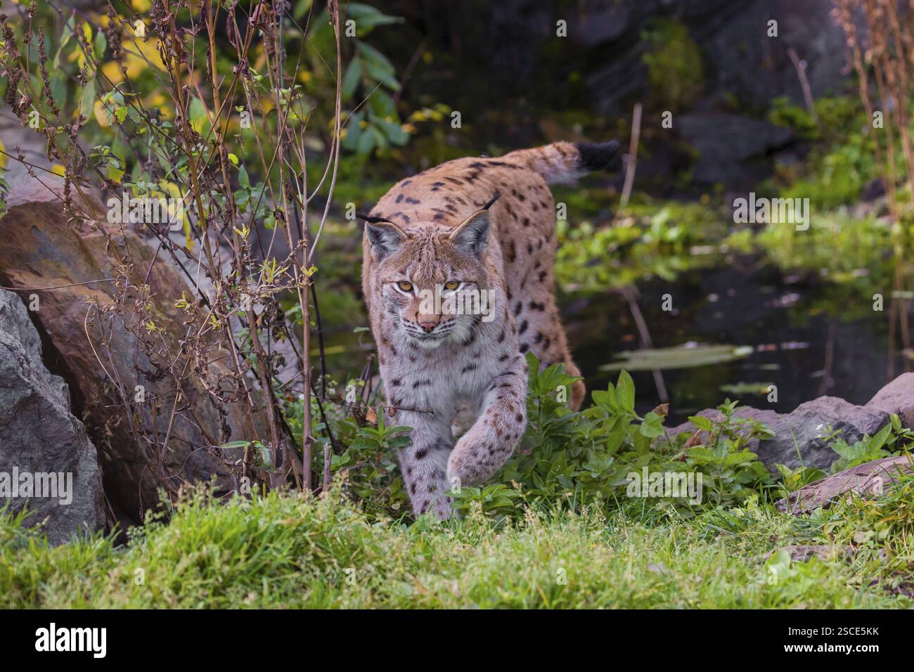 A Eurasian lynx, (Lynx lynx) runs from a small pond directly towards ...