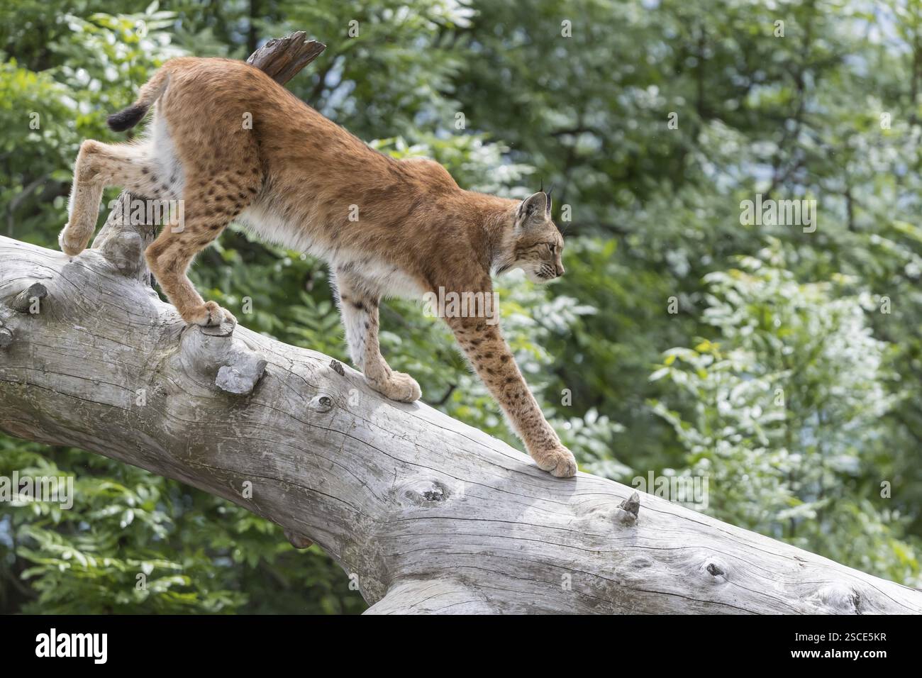 One Eurasian lynx, (Lynx lynx), walking down on a fallen tree. Side ...