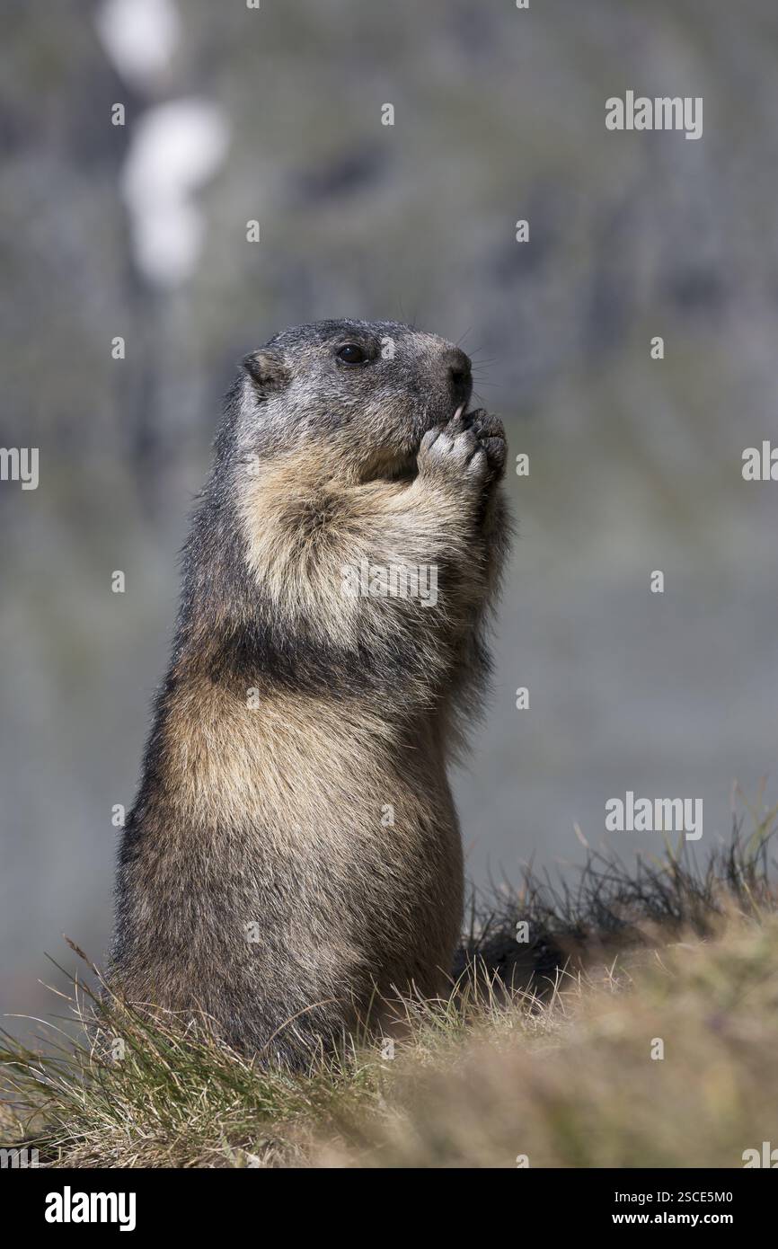 One adult Alpine Marmot, Marmota marmota, sitting erected, feeding on something. Grossglockner ...