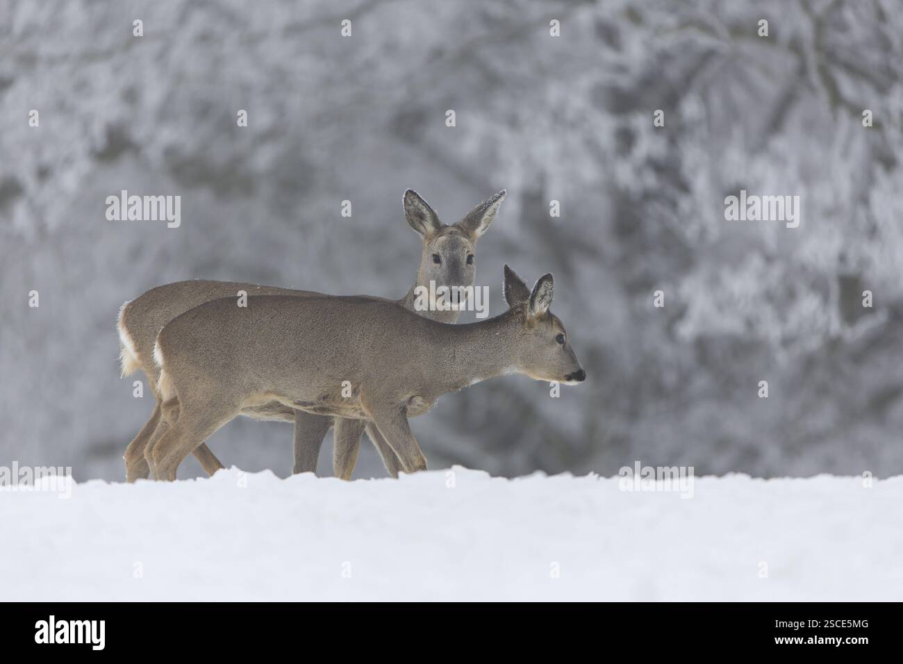 Two female Roe Deer, (Capreolus capreolus), walking over a snowy meadow ...