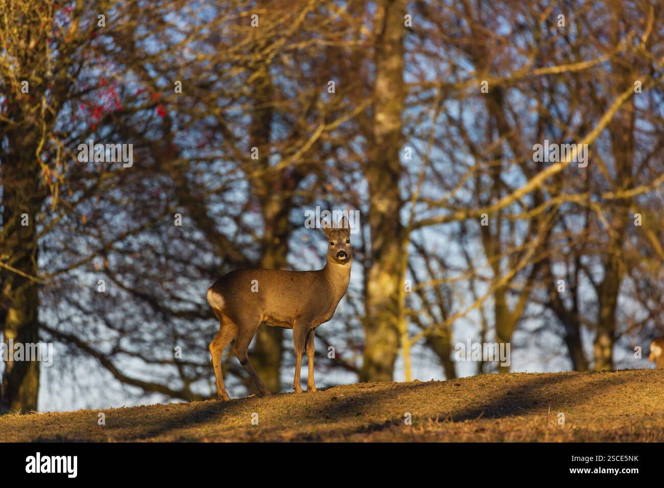 One male Roe Deer, (Capreolus capreolus), walks on a meadow at a forest ...