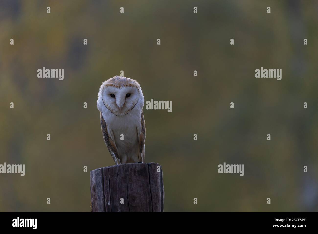 One barn owl (Tyto alba) sitting on a fence post in late evening light ...