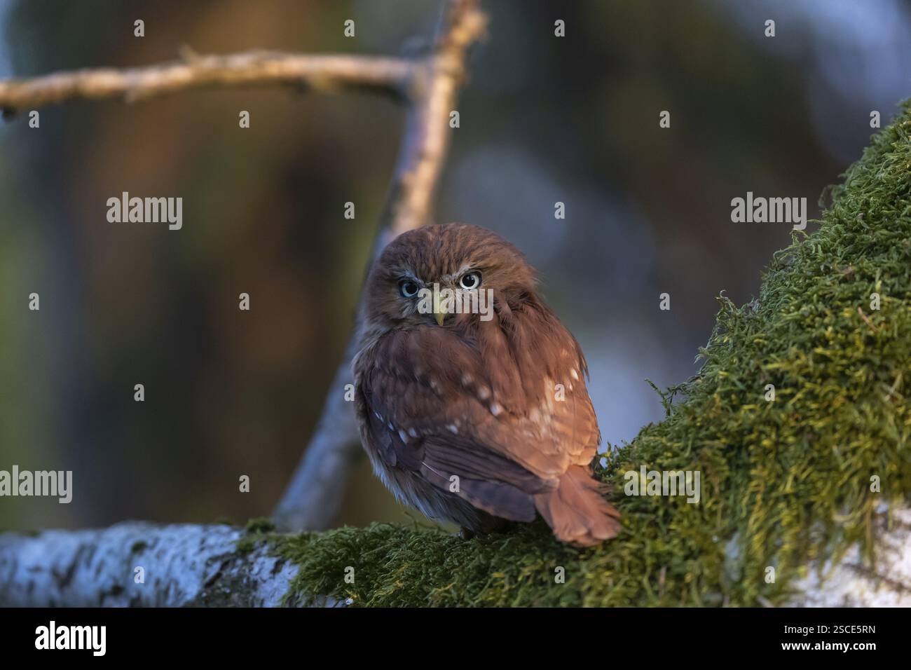 One East Brazilian pygmy owl (Glaucidium minutissimum), also known as ...
