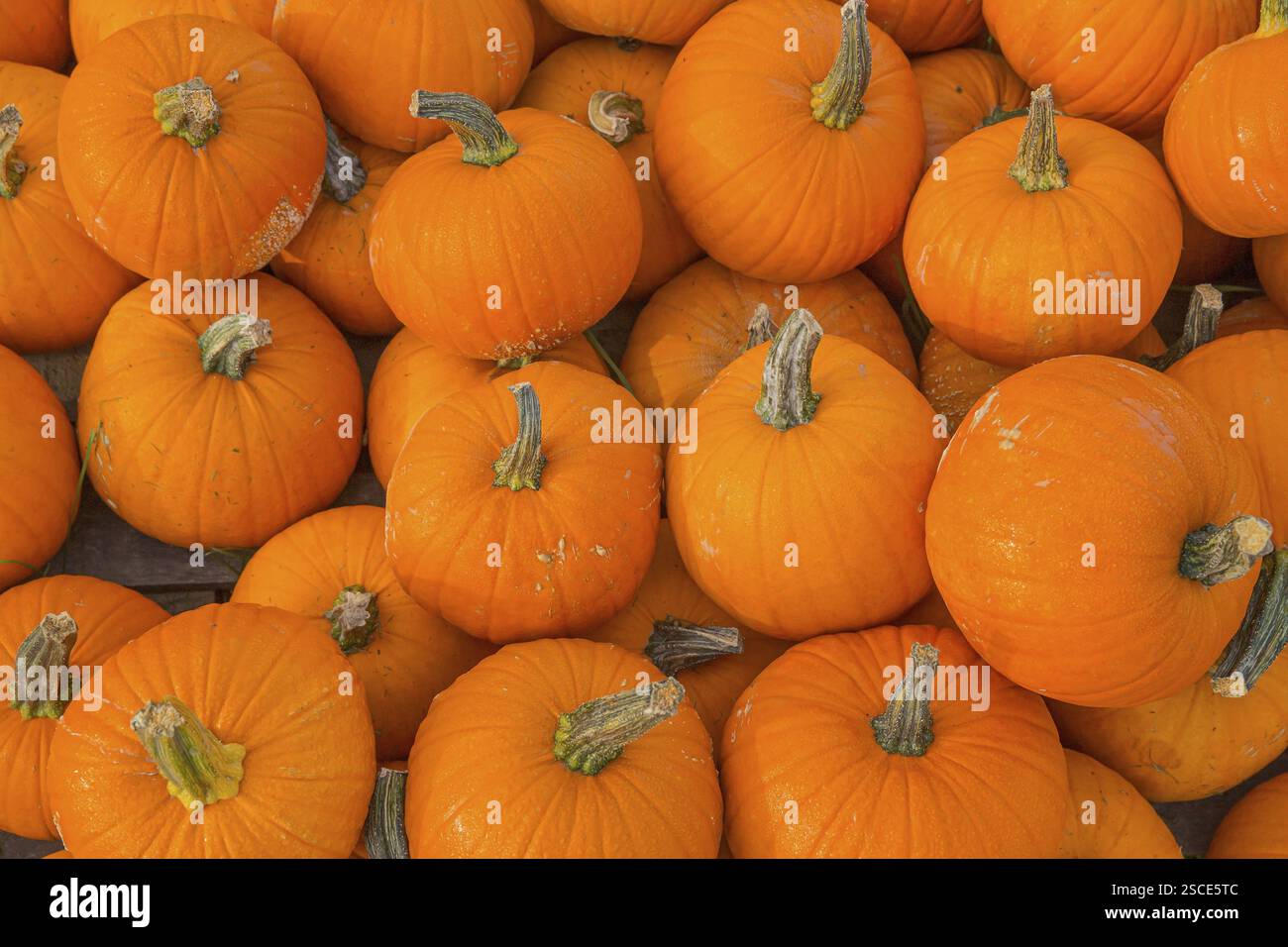 Gelber zentner hi-res stock photography and images - Alamy