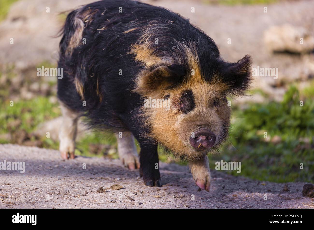 Kunekune pig, sus scrofa domesticus, a domestic breed from New Zealand ...