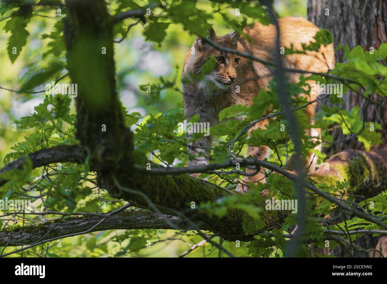 A Eurasian lynx, (Lynx lynx) sits on a branch high up in a big tree ...