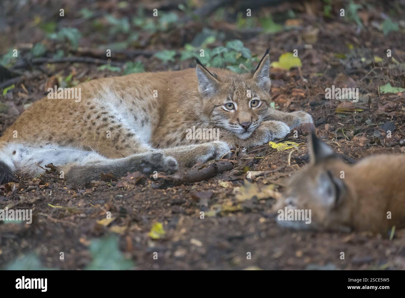Two young animals Eurasian lynx, (Lynx lynx), lying on dead brown ...