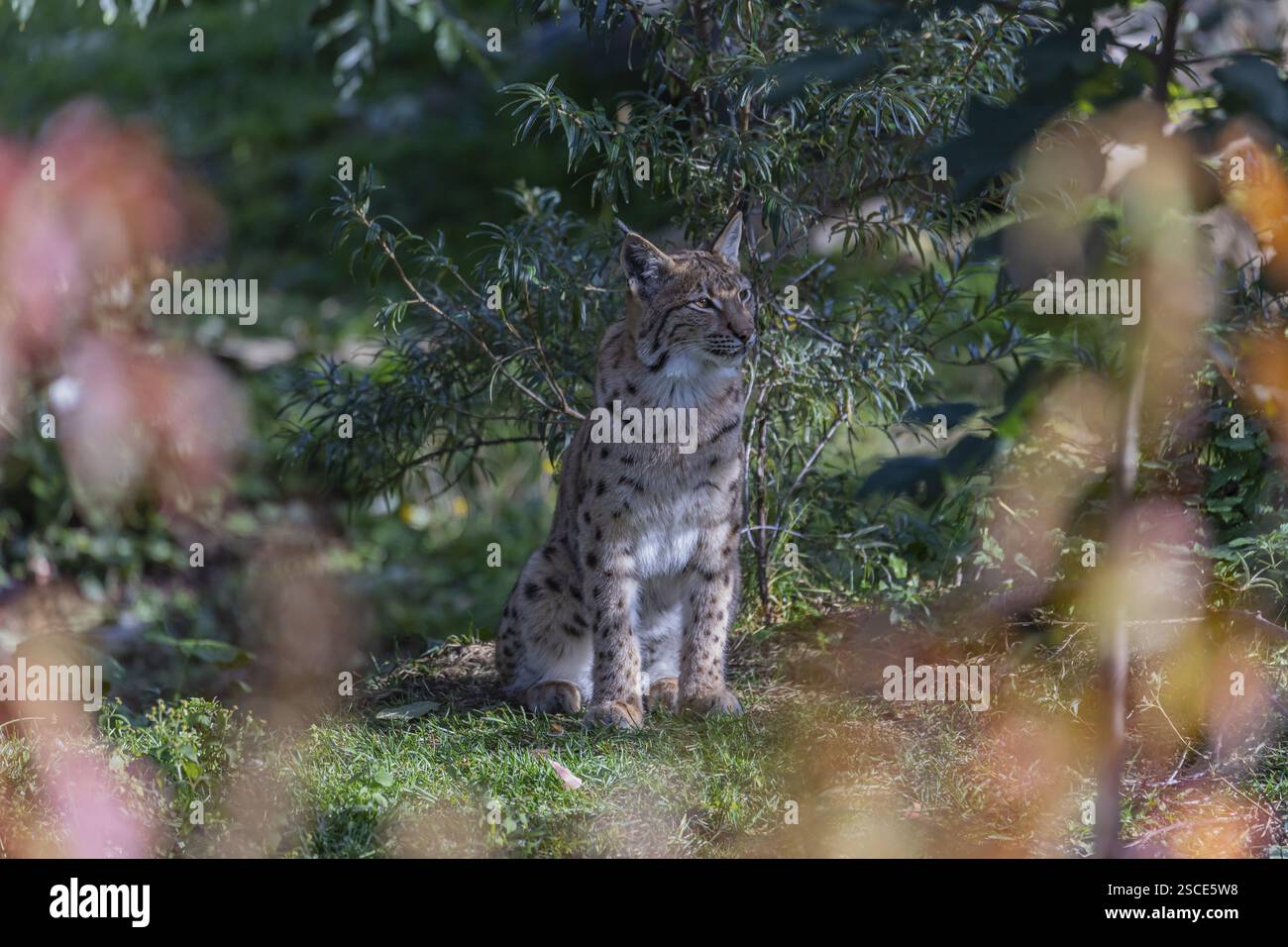 One Eurasian lynx, (Lynx lynx), sitting on green grass framed by fall ...
