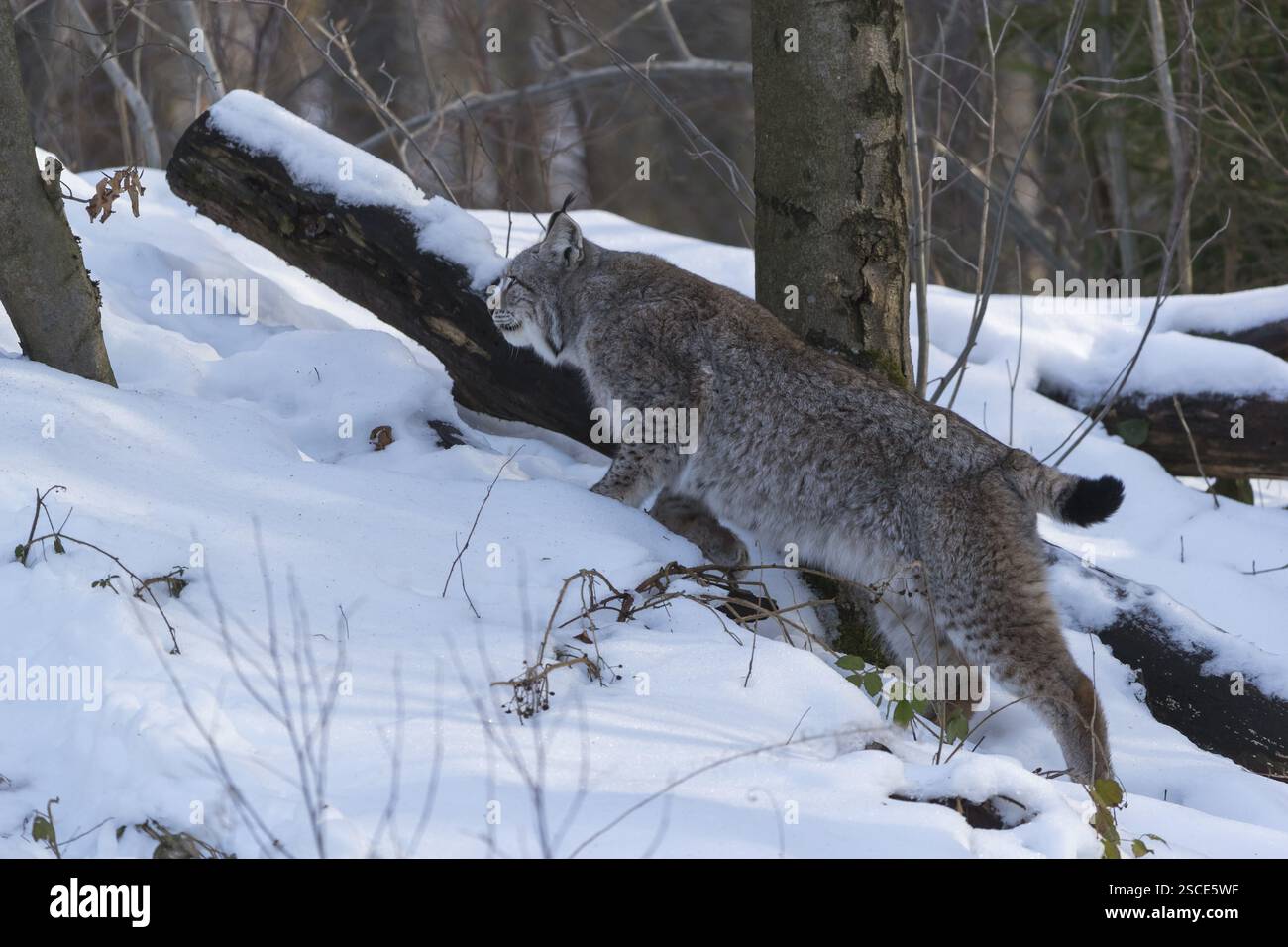 One Eurasian lynx, Lynx lynx, walking in snow covered forest on hilly ...