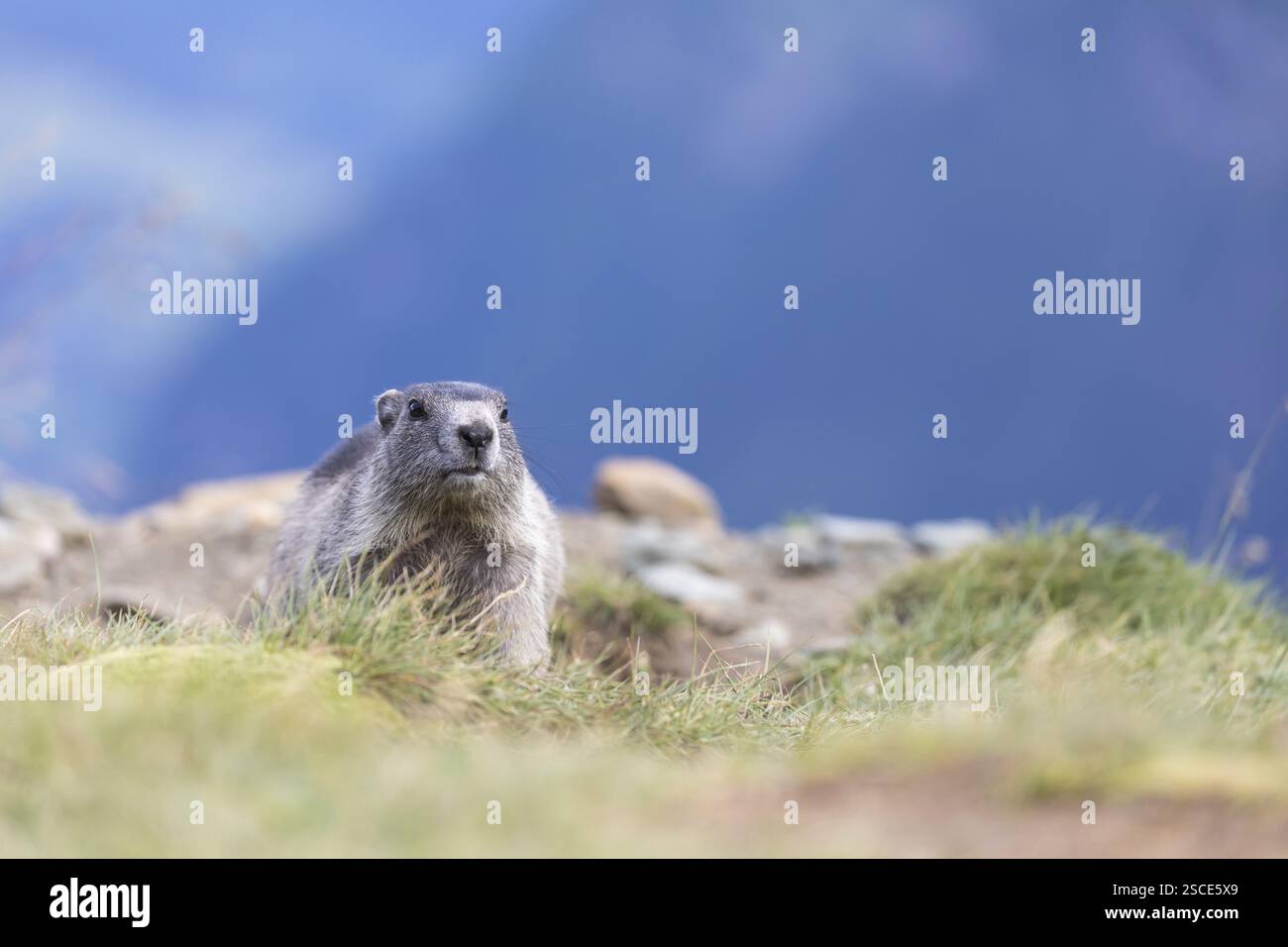 One Alpine Marmot, Marmota marmota, standing in tall grass. Side view ...