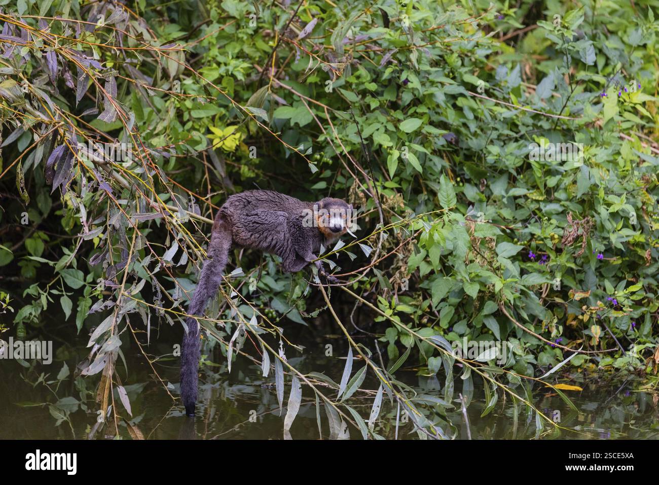 Lemur anjuanensis hi-res stock photography and images - Alamy