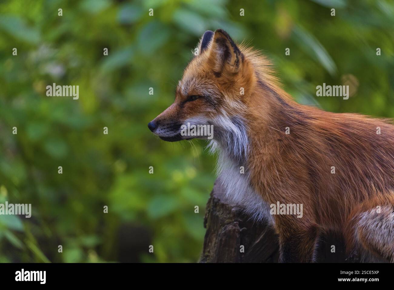 Portrait, sideview, of an adult red fox, Vulpes vulpes Stock Photo - Alamy