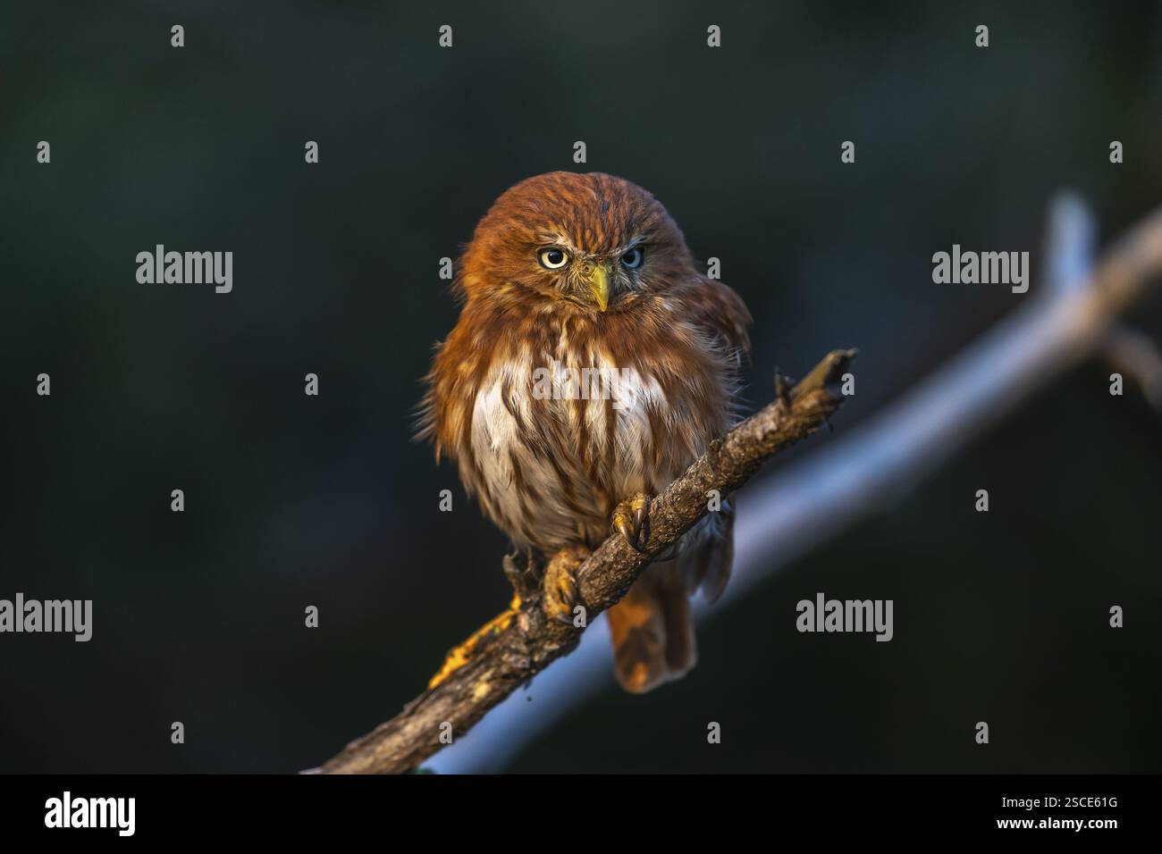 One East Brazilian pygmy owl (Glaucidium minutissimum), also known as ...