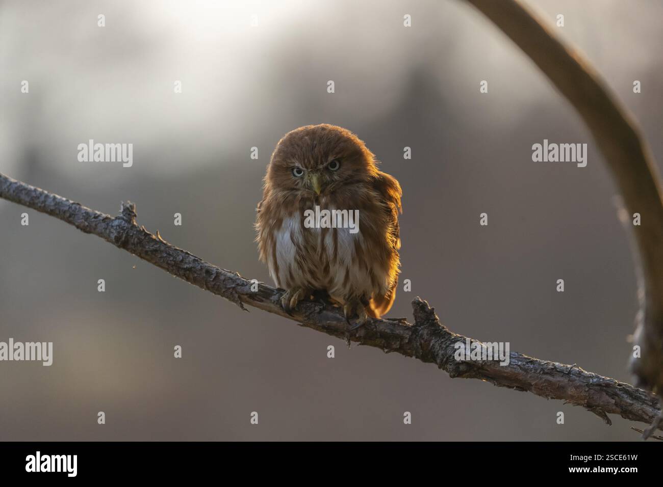 One East Brazilian pygmy owl (Glaucidium minutissimum), also known as ...