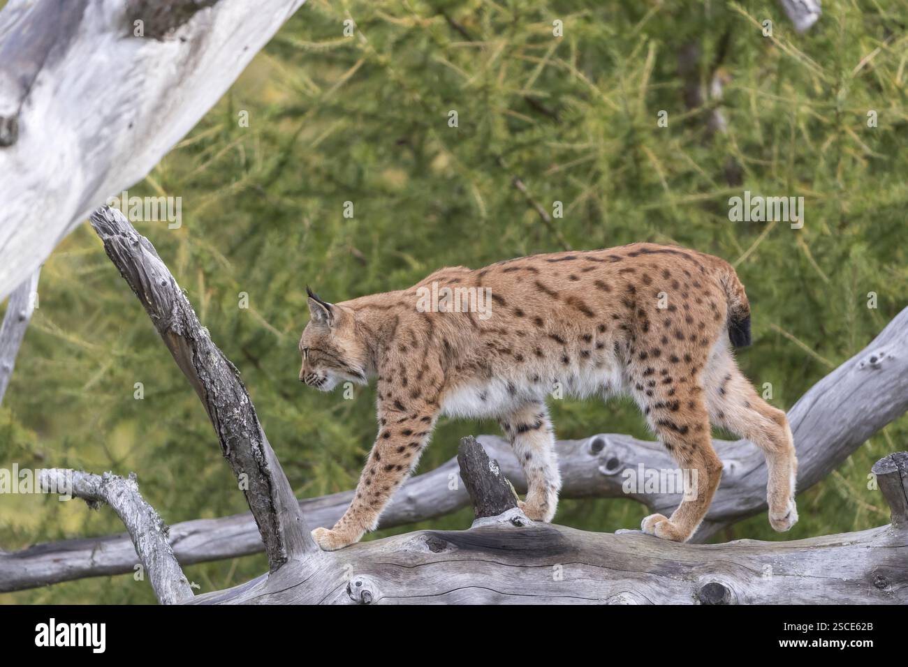 One Eurasian lynx, (Lynx lynx), walking on a fallen tree. Side view ...