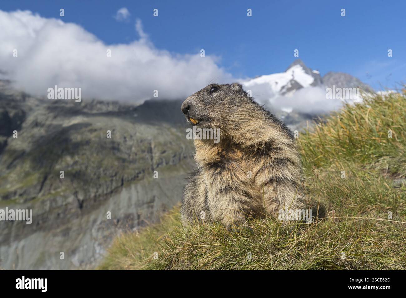 One Alpine Marmots, Marmota marmota, frontal portrait in early morning light. Grossglockner ...