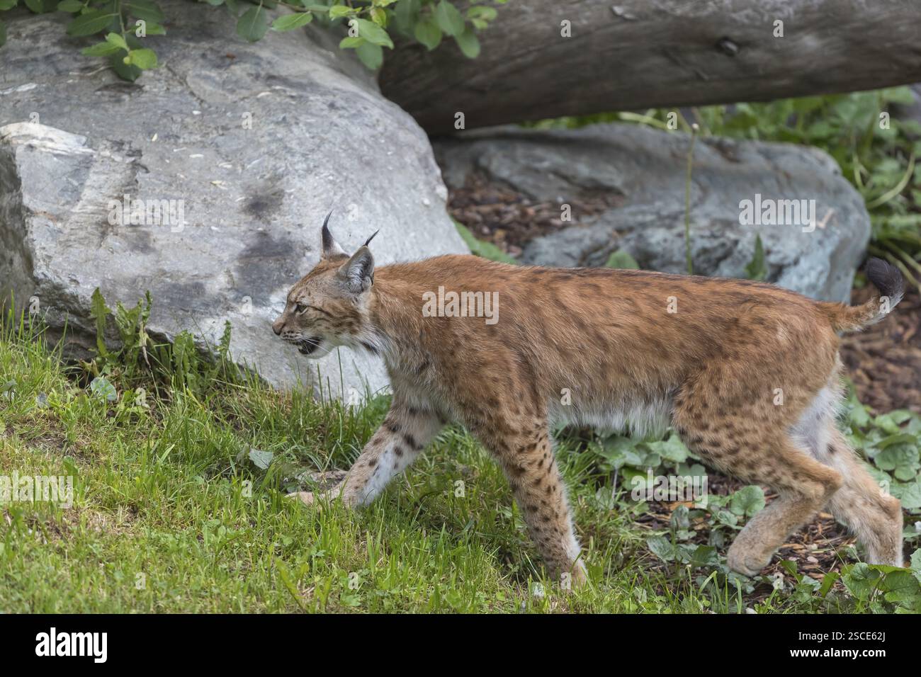 One Eurasian lynx, (Lynx lynx), walking between rocks and green ...