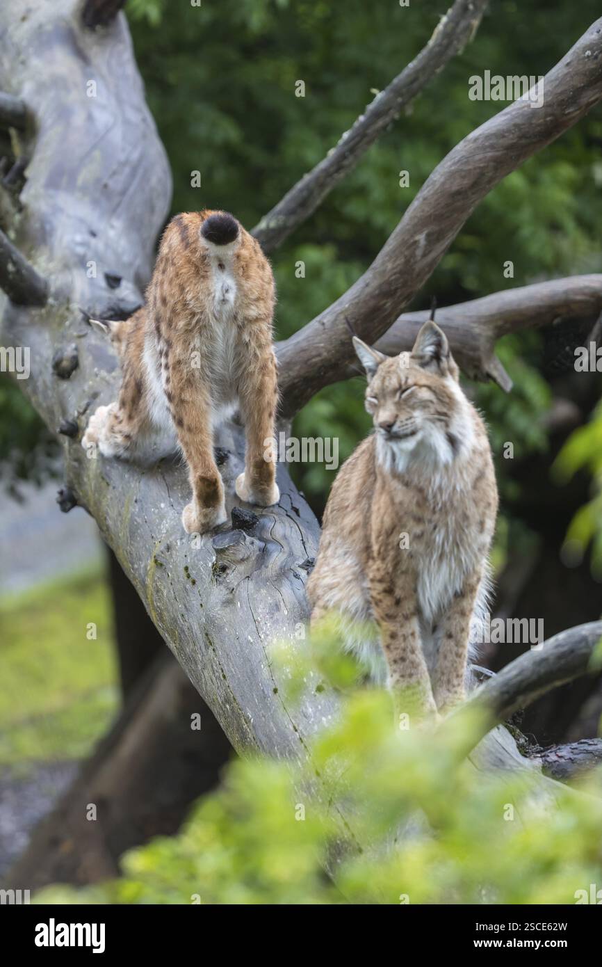 One Eurasian lynx, (Lynx lynx), walking down on a fallen tree. Side ...