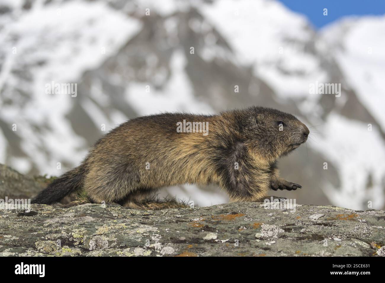 One Alpine Marmot, Marmota marmota, running on a rock, snowy mountains ...