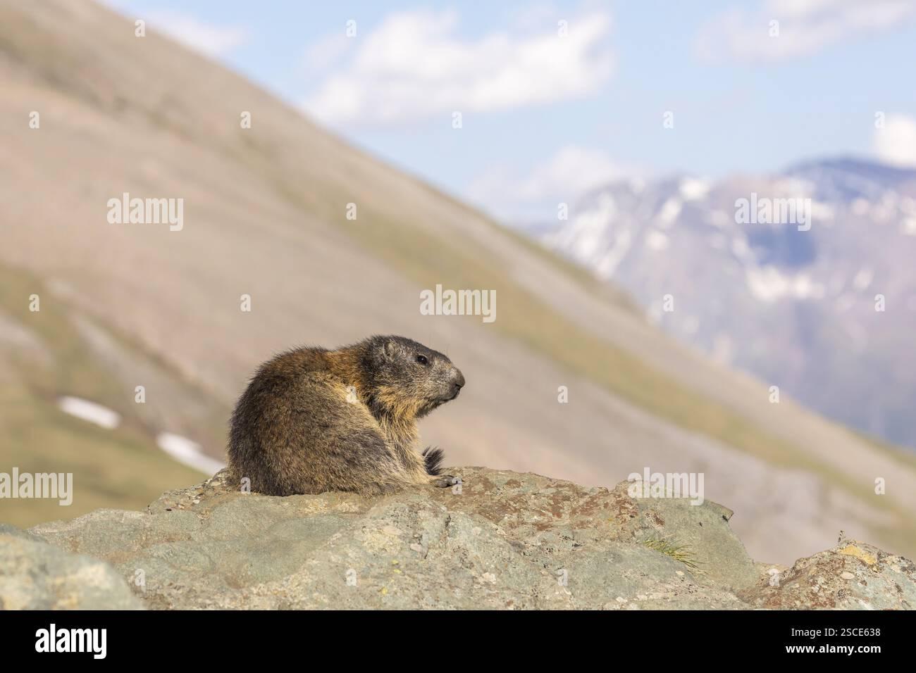 One adult Alpine Marmot, Marmota marmota, sitting in front of his den. Some mountains with blue ...