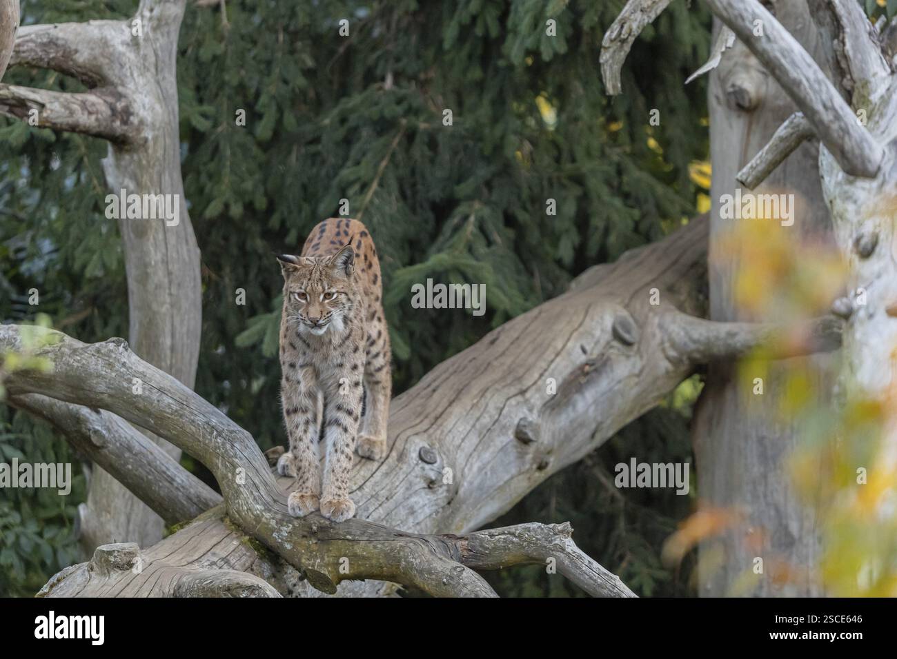 One Eurasian lynx, (Lynx lynx), walking on a fallen tree. Frontal view ...