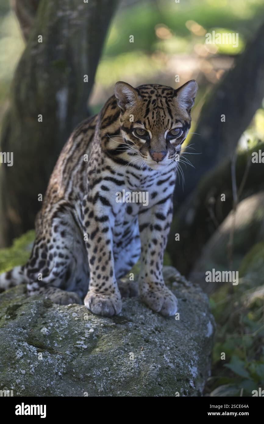 One female Ocelot, Leopardus pardalis, sitting on a rock with dry and ...