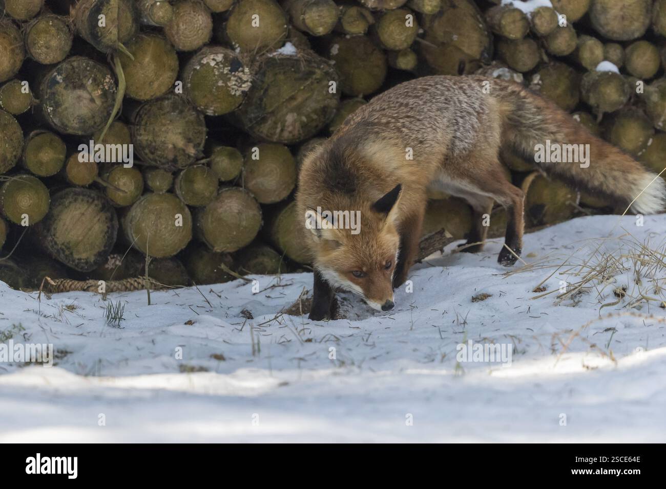 One red fox, Vulpes vulpes, standing in front of a stack of wood in a ...