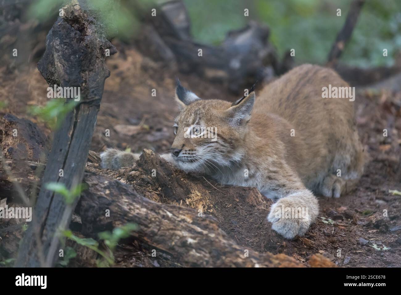 One young animals Eurasian lynx, (Lynx lynx), lying on dead brown ...