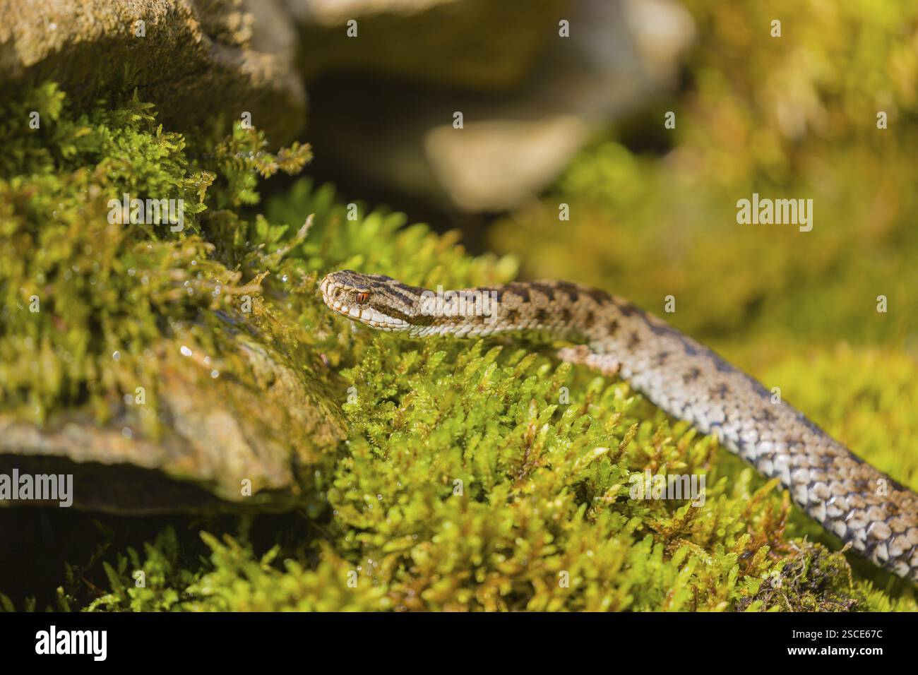 One Vipera berus, the common European adder or common European viper ...