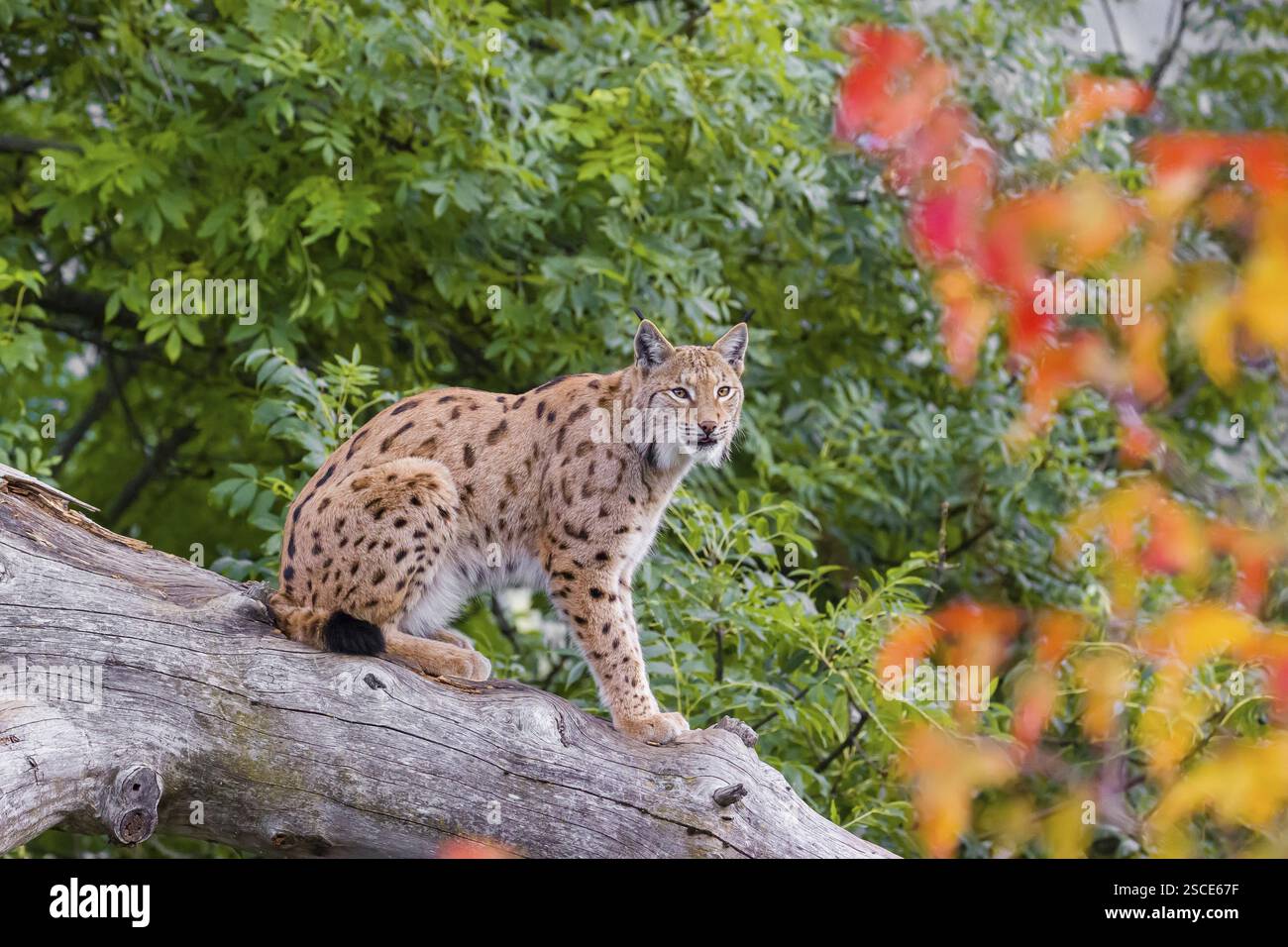 One Eurasian lynx (Lynx lynx) sits on a sloping dead tree, hidden ...