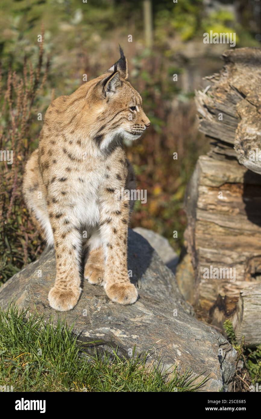 One Eurasian lynx, (Lynx lynx), sitting on a rock with a some green ...
