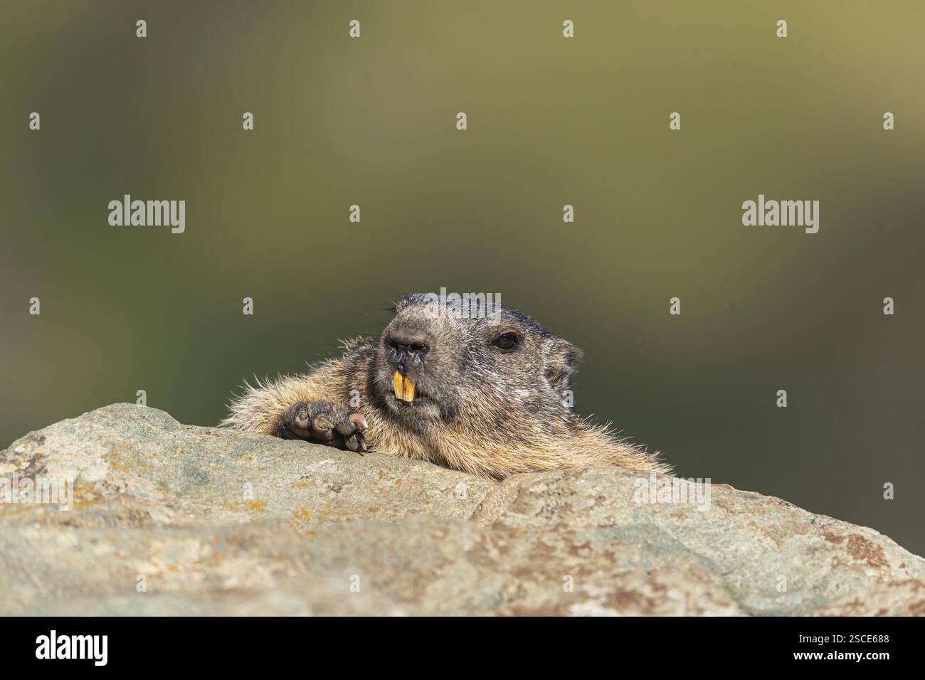 One adult Alpine Marmot, Marmota marmota resting on a rocky rim Stock Photo - Alamy