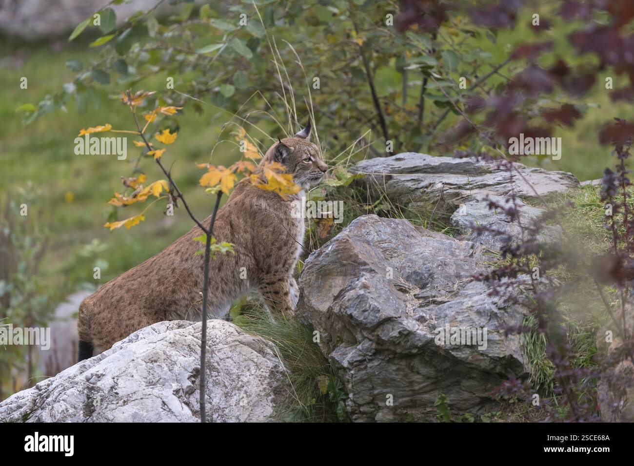 One Eurasian lynx, (Lynx lynx), walking between rocks and green ...