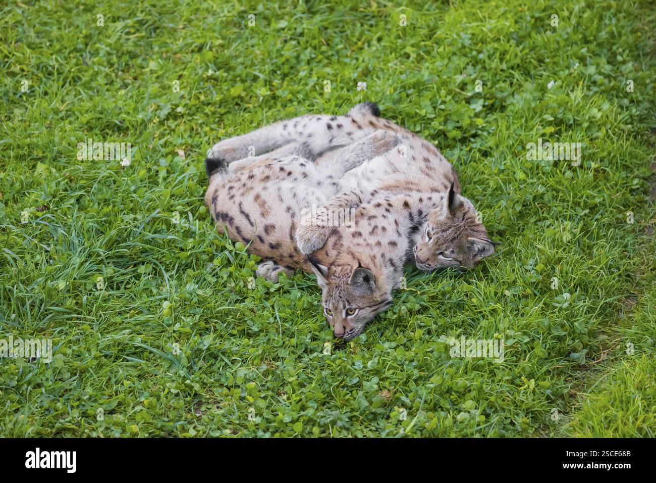 Two young Eurasian lynx (Lynx lynx) play on a meadow Stock Photo - Alamy
