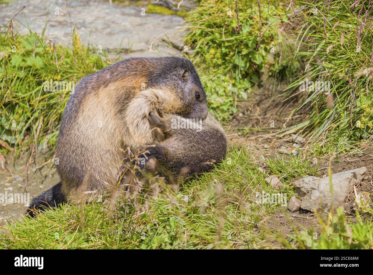 One adult Alpine Marmot, Marmota marmota, and one young marmot playing with each other Stock ...