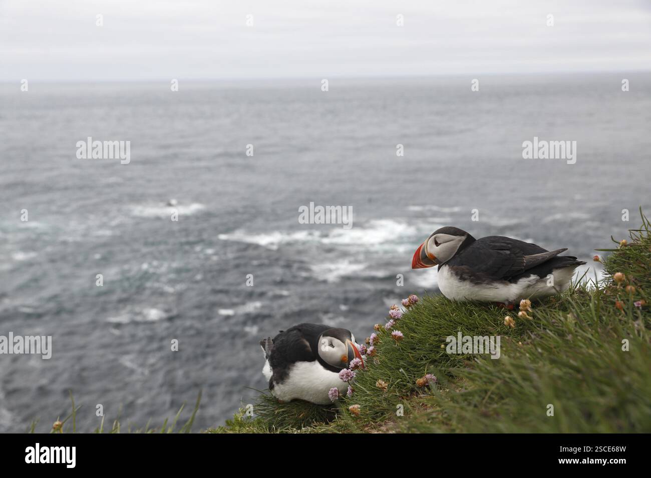 Atlantic Puffin, Common Puffin. Fratercula arctica, at the cliffs of ...