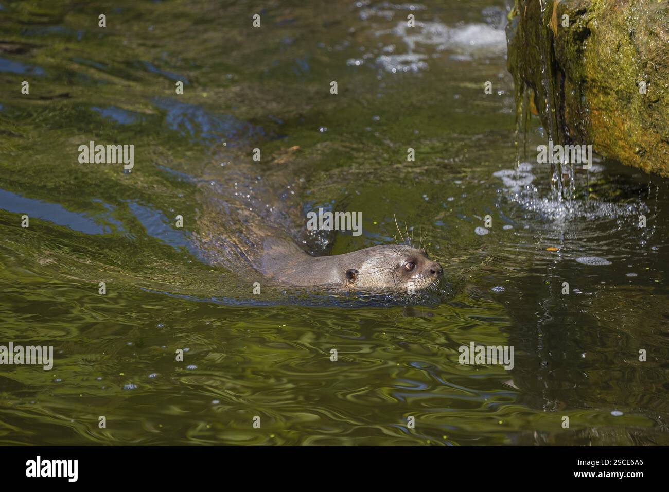 One giant otter or giant river otter (Pteronura brasiliensis) swimming ...