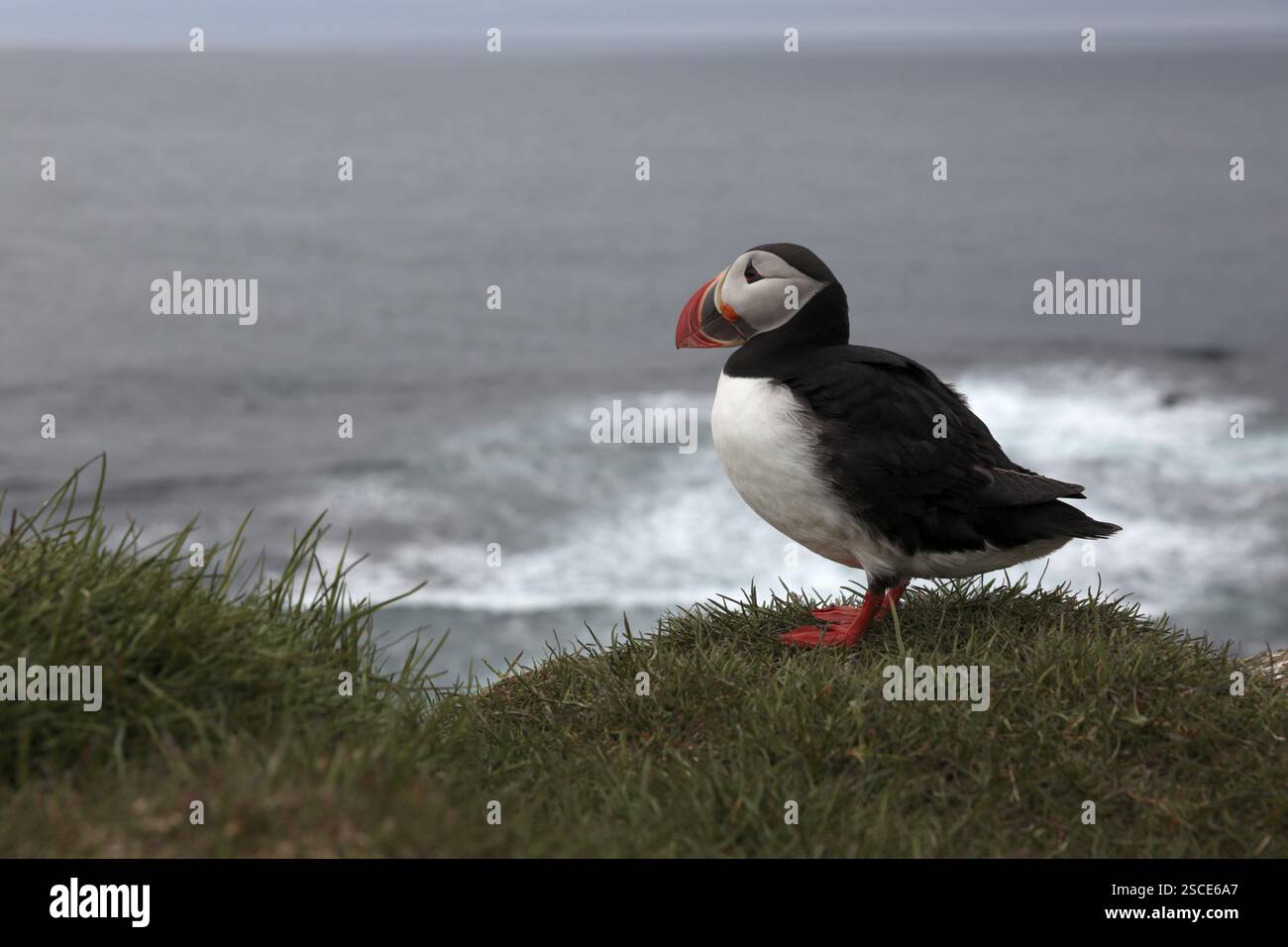 Atlantic Puffin, Common Puffin. Fratercula arctica, at the cliffs of ...