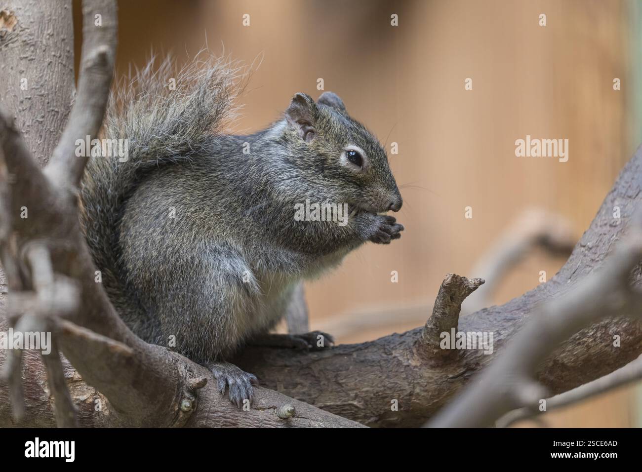 One Pere David's rock squirrel (Sciurotamias davidianus), also known as ...
