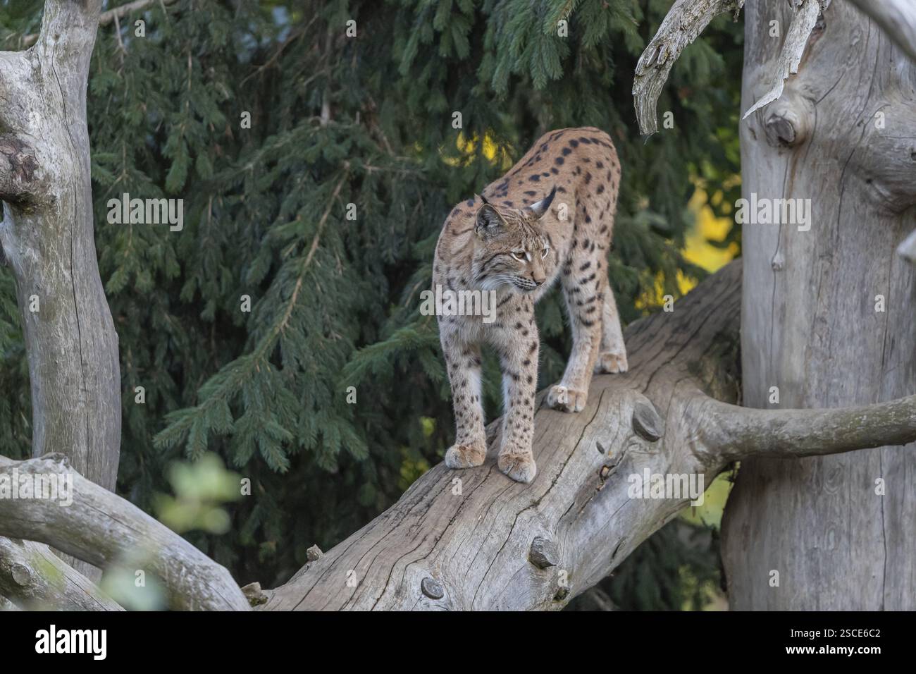 One Eurasian lynx, (Lynx lynx), walking on a fallen tree. Frontal view ...