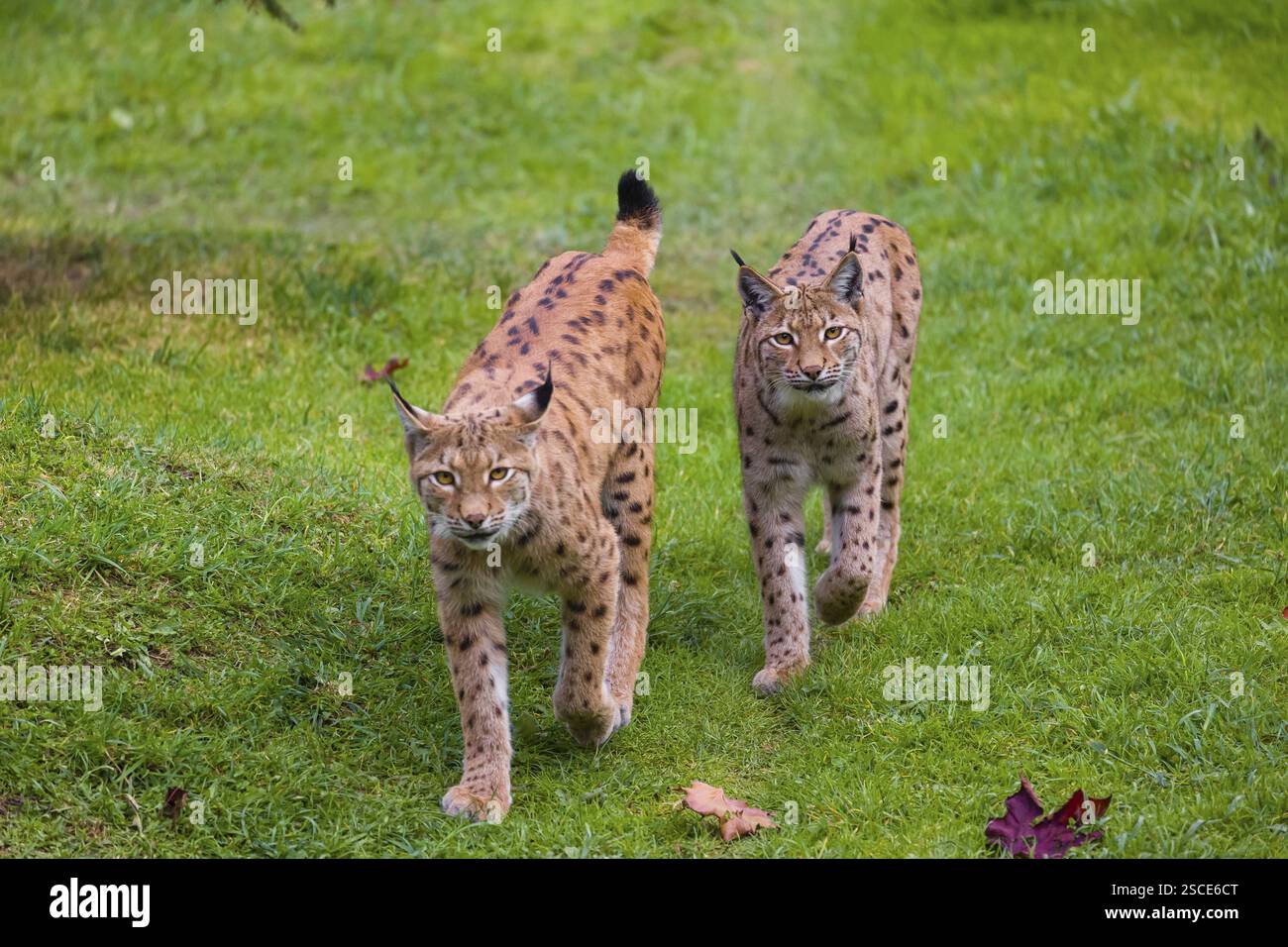 Two Eurasian lynx (Lynx lynx) plays walk side by side on a green meadow ...