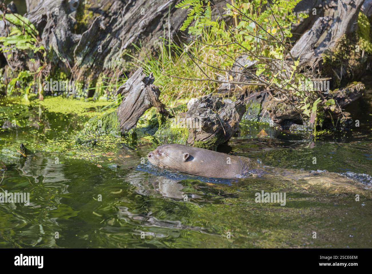 One giant otter or giant river otter (Pteronura brasiliensis) swimming ...