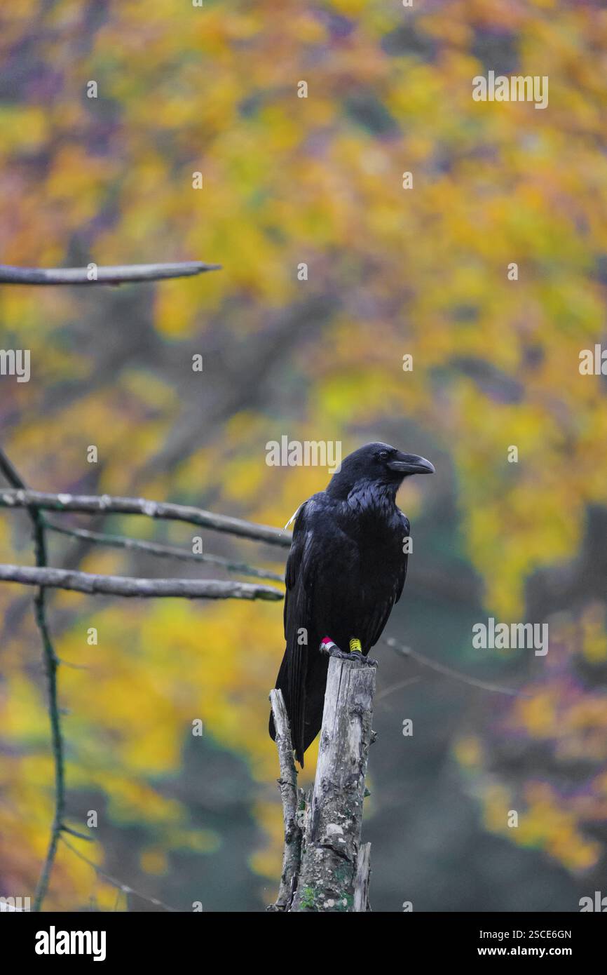 One common raven (Corvus corax) sits on a twig of a dead tree with fall ...