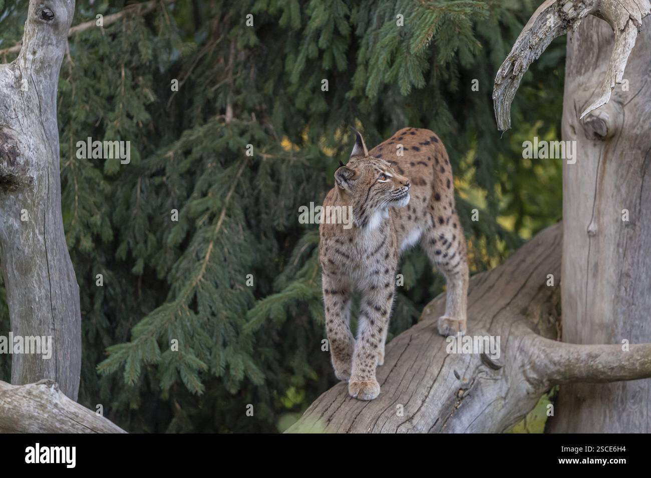 One Eurasian lynx, (Lynx lynx), walking on a fallen tree. Frontal view ...