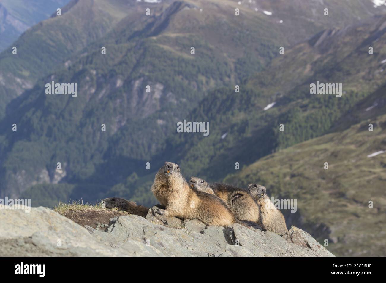 Four Alpine Marmots, Marmota marmota, resting on a rock with mountains in the distant background ...