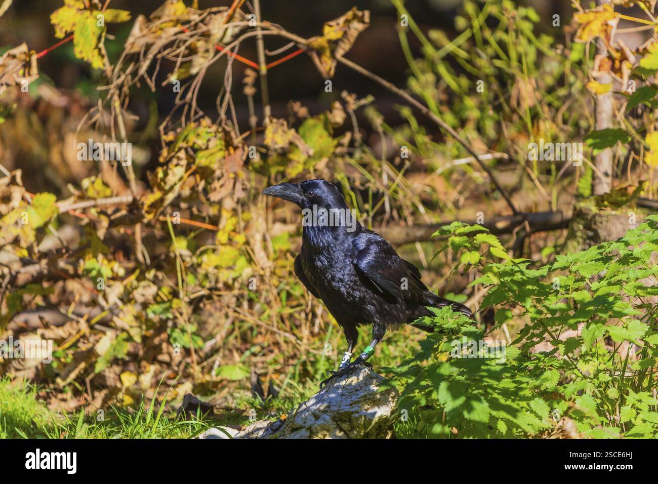One common raven (Corvus corax) sits on a rock lying on the ground ...